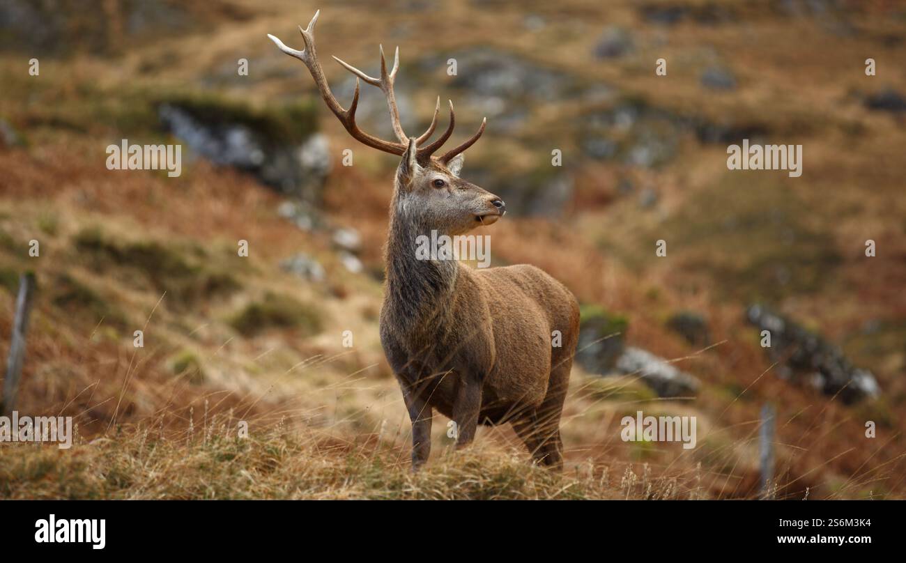 Wild Red Deer Stag in the Scottish Highlands Stock Photo - Alamy