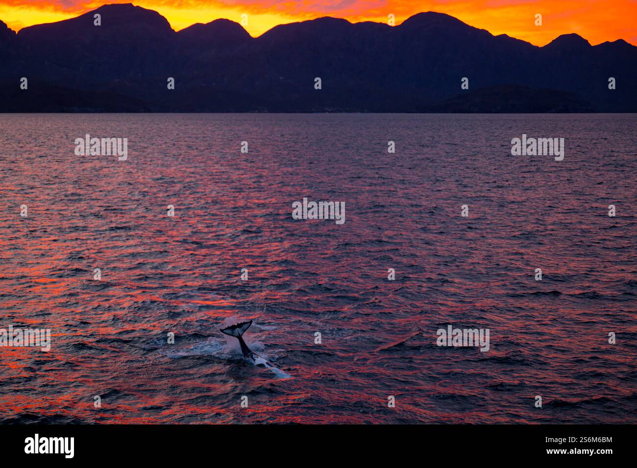 A Killer Whale (Orcinus orca) splashing with its tail flukes off the ...