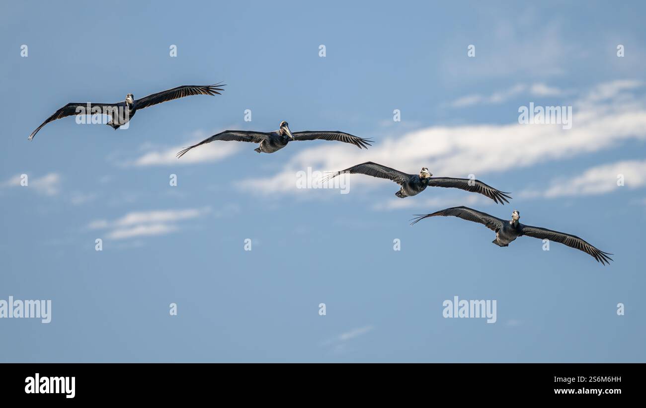 A flock of four Brown pelicans (Pelecanus occidentalis) fly in ...