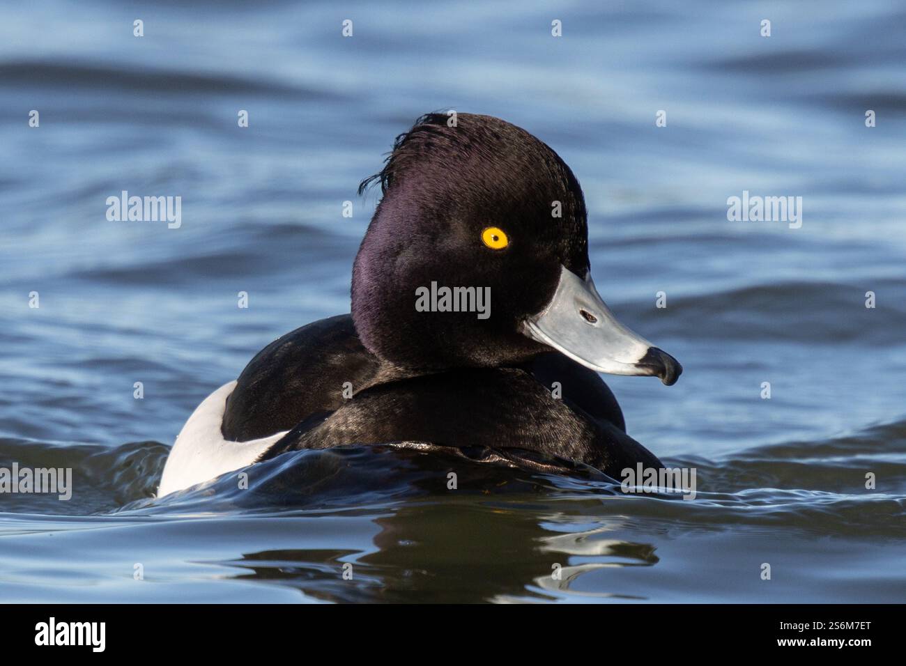 Deformed beak hi-res stock photography and images - Alamy