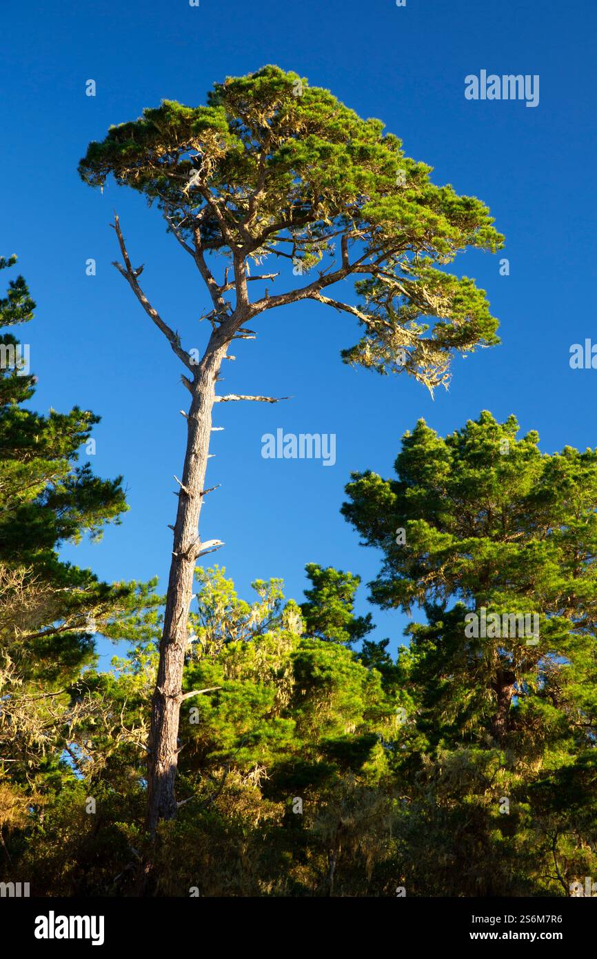 Monterey pine (Pinus radiata), Point Lobos State Reserve, Big Sur Coast Highway Scenic Byway ...