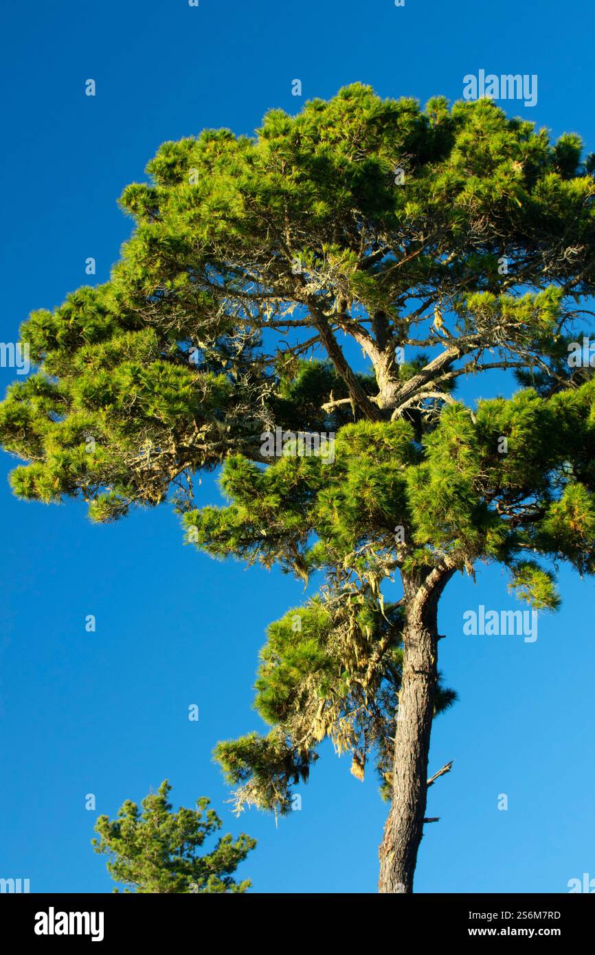 Monterey pine (Pinus radiata), Point Lobos State Reserve, Big Sur Coast Highway Scenic Byway ...
