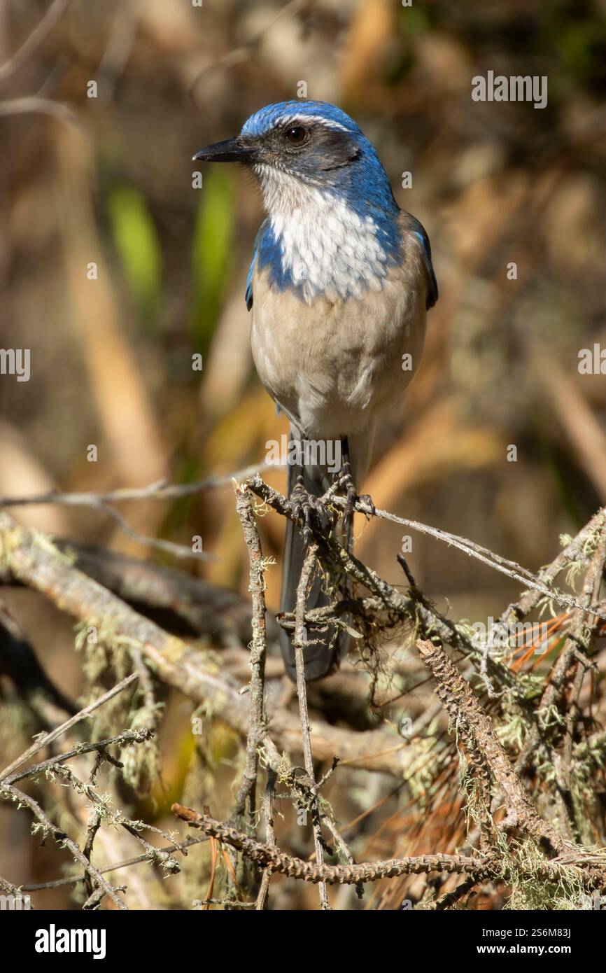California Scrub-Jay (Aphelocoma californica), Point Lobos State ...