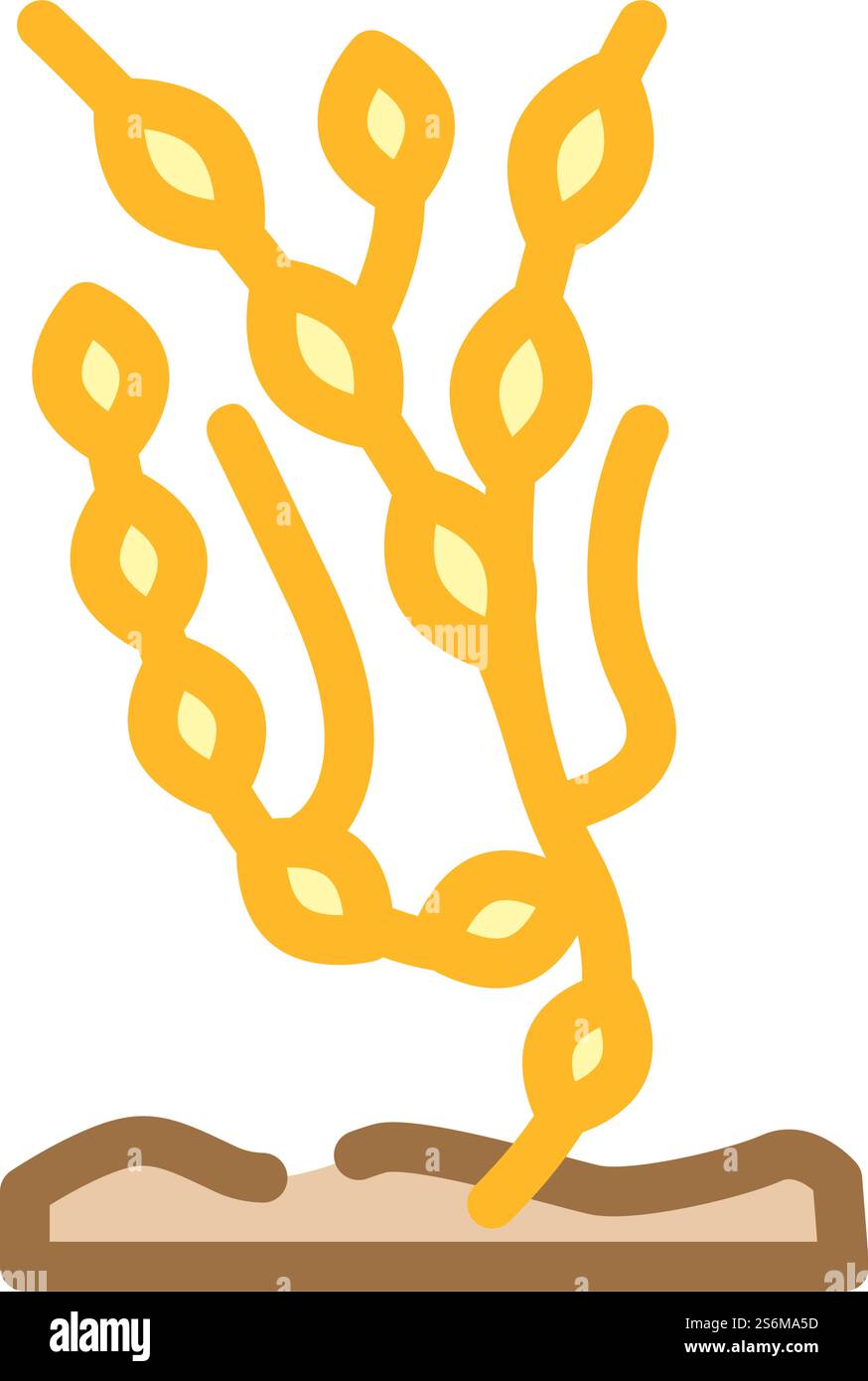 ascophyllum knotty seaweed color icon vector. ascophyllum knotty ...