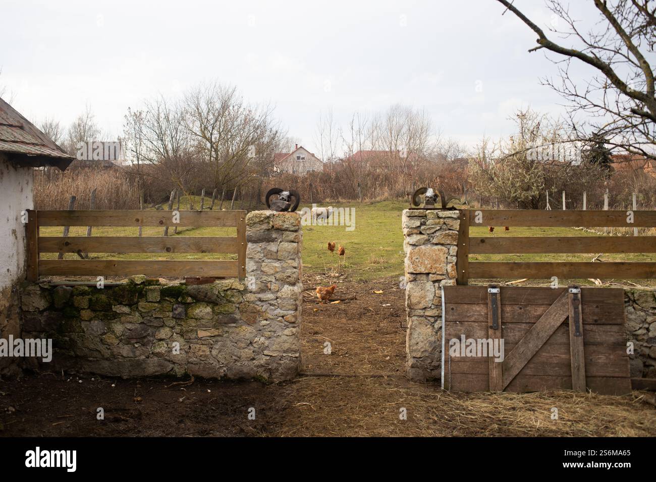 Cute cartoon chicken set hi-res stock photography and images - Alamy