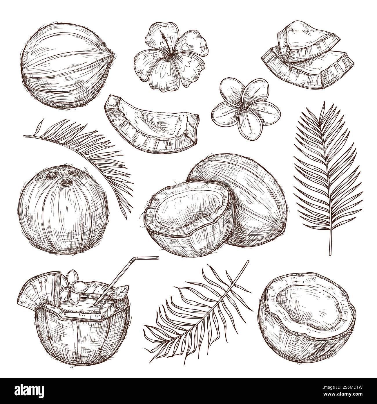 Coconut sketch. Drawing nature, hand drawn half exotic nuts. Isolated ...