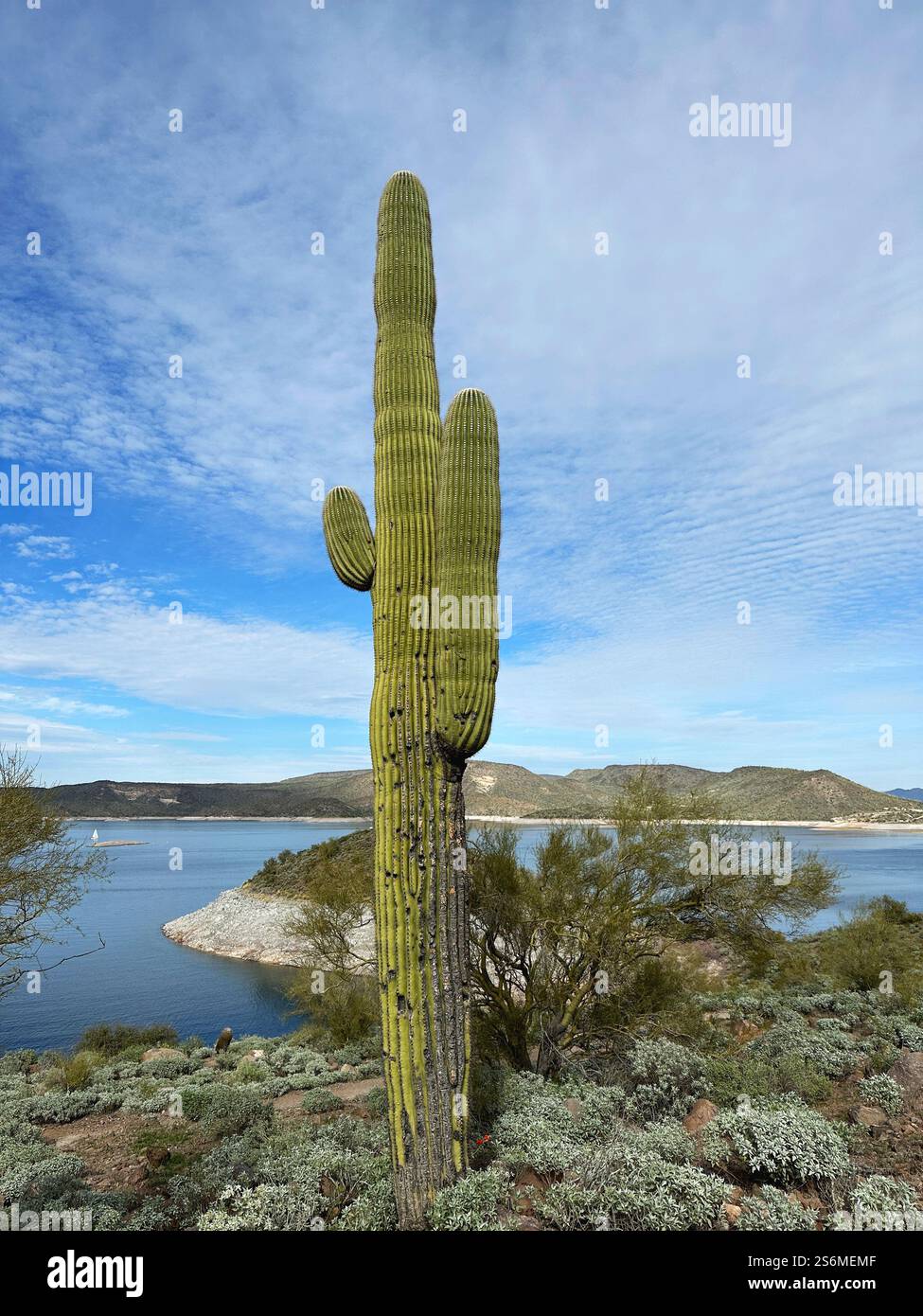 A saguaro cactus at Lake Pleasant near Phoenix, Arizona Stock Photo - Alamy