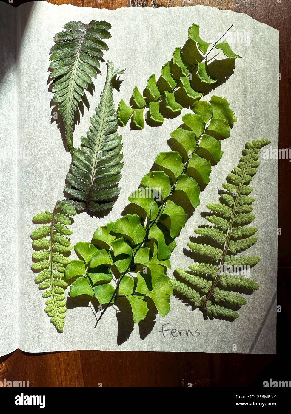 Samples of various fern fronds laid out on paper Stock Photo - Alamy