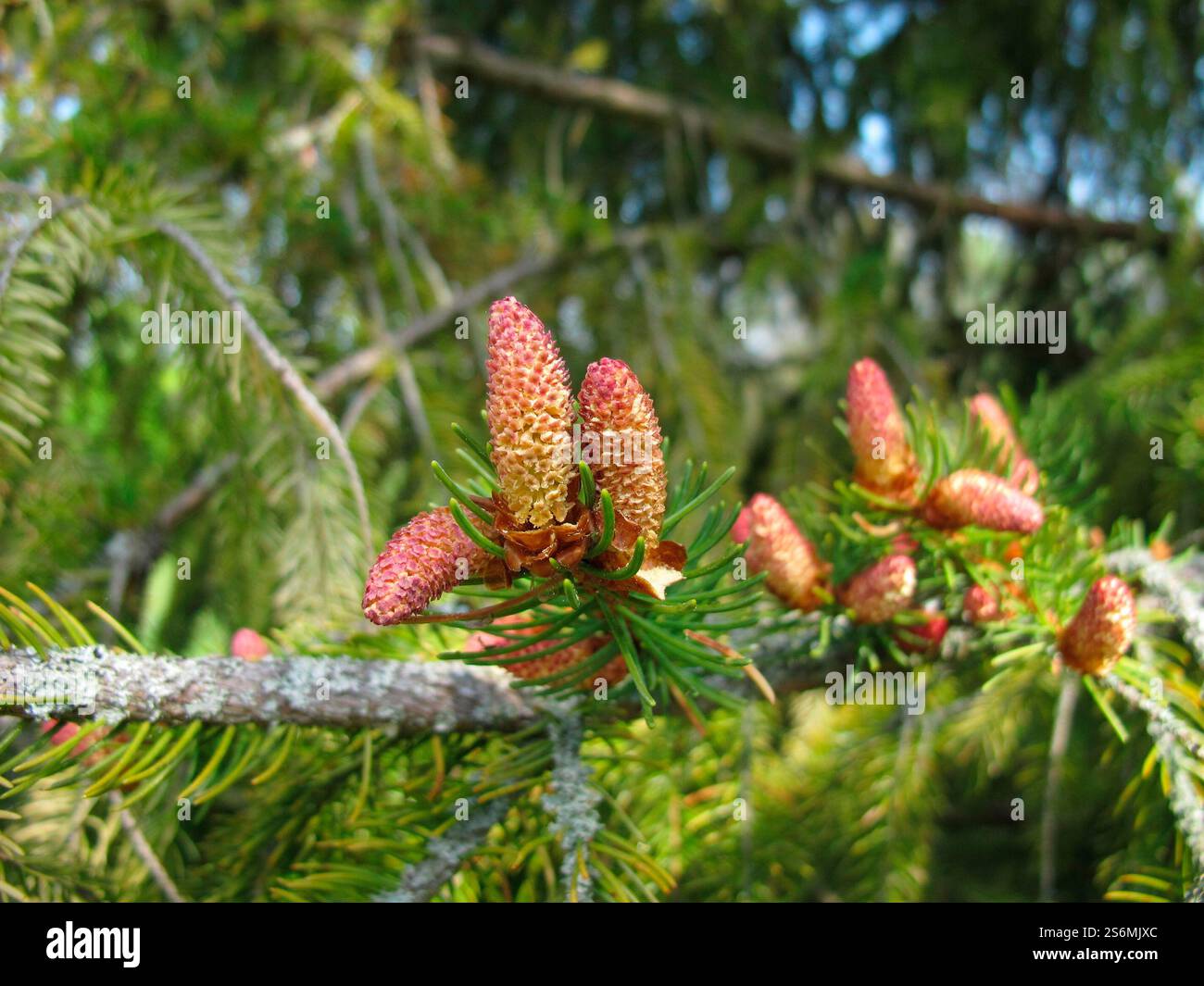 Spruce flowers young cones hi-res stock photography and images - Alamy