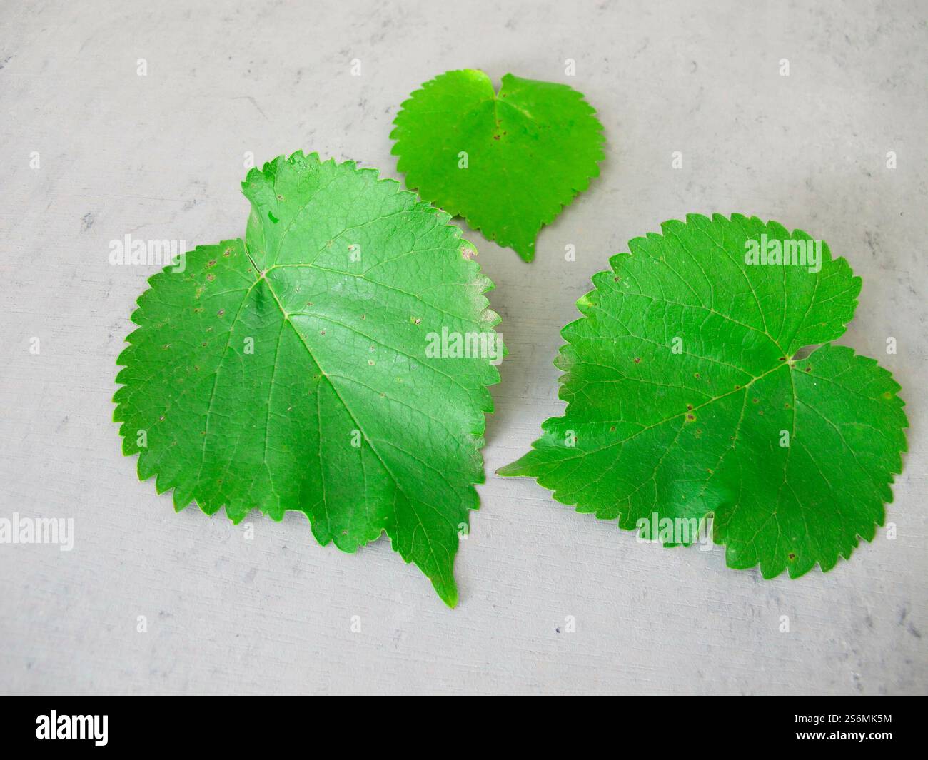 Fresh white mulberry leaves for mulberry leaf tea, Morus alba Stock ...