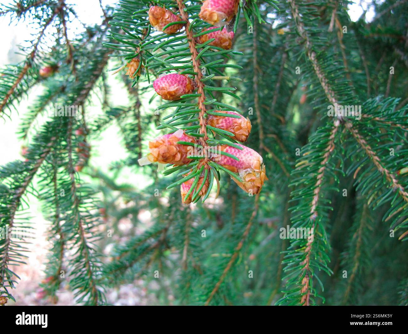 Spruce with flowers and young cones Stock Photo - Alamy