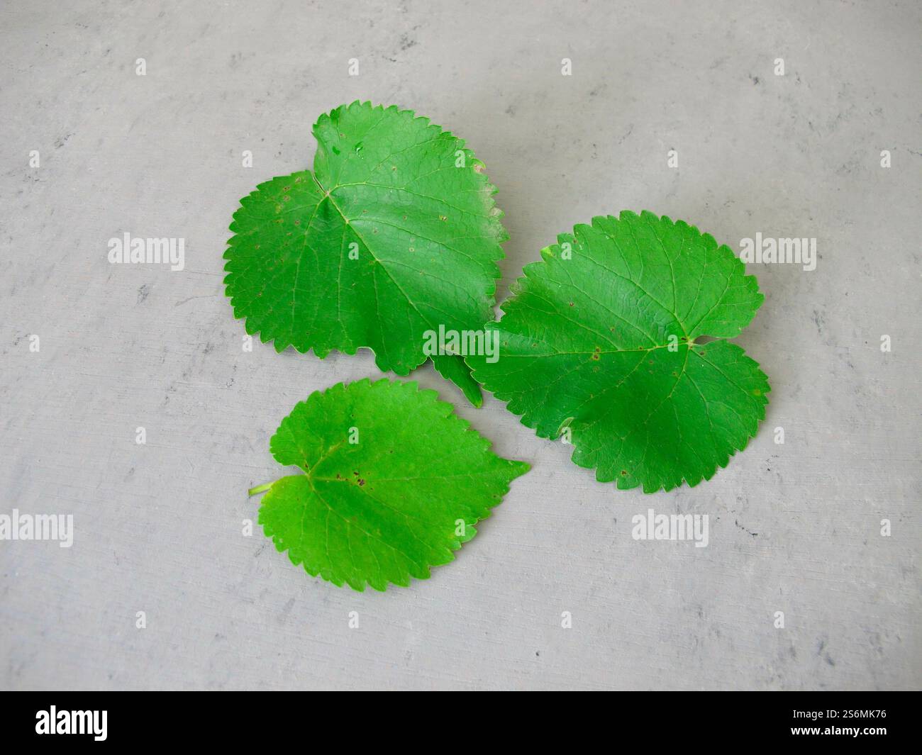 Fresh white mulberry leaves for mulberry leaf tea, Morus alba Stock ...