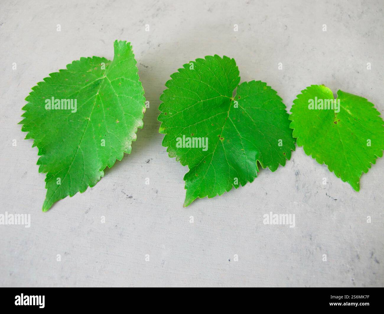 Morus alba leaf tea leaves hi-res stock photography and images - Alamy