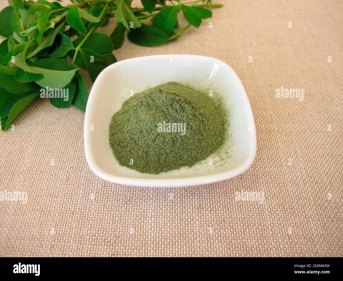 Green alfalfa powder, powder from the leaves of alfalfa lucerne Stock ...