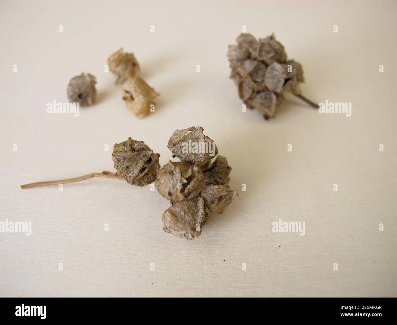 Seed head and seeds of the wild mallow Stock Photo - Alamy