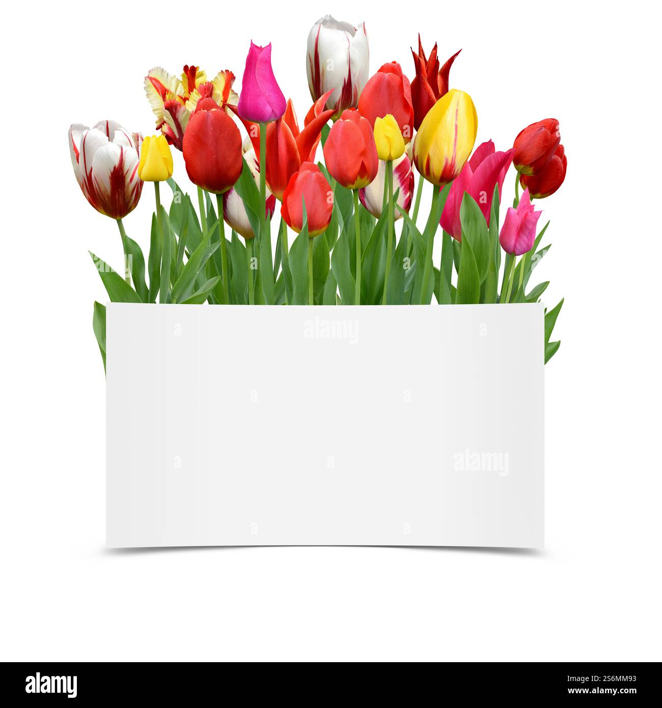 Spring select hi-res stock photography and images - Alamy