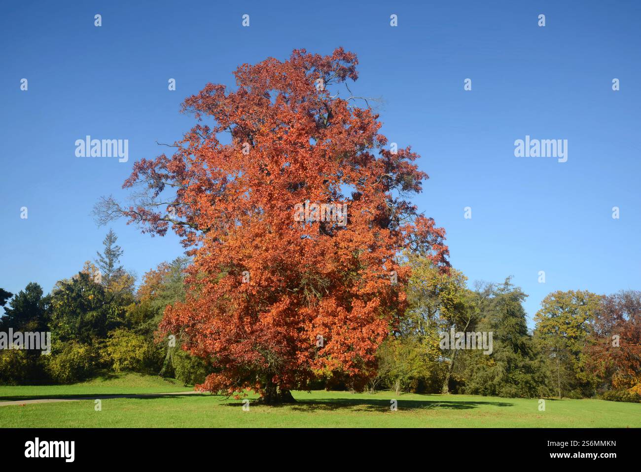 Old red oak tree hi-res stock photography and images - Alamy