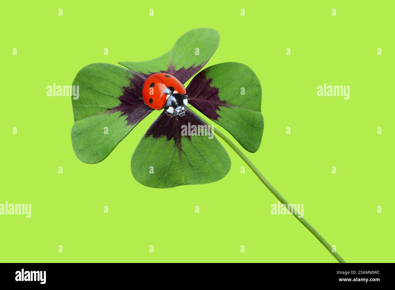 Ladybug on clover Stock Photo - Alamy