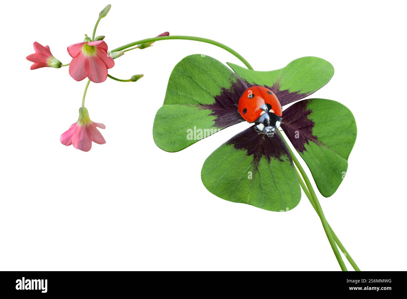Ladybug on lucky clover Stock Photo - Alamy
