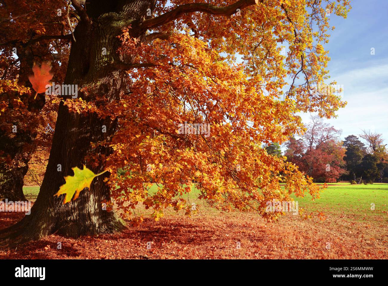 Deciduous tree photos hi-res stock photography and images - Alamy