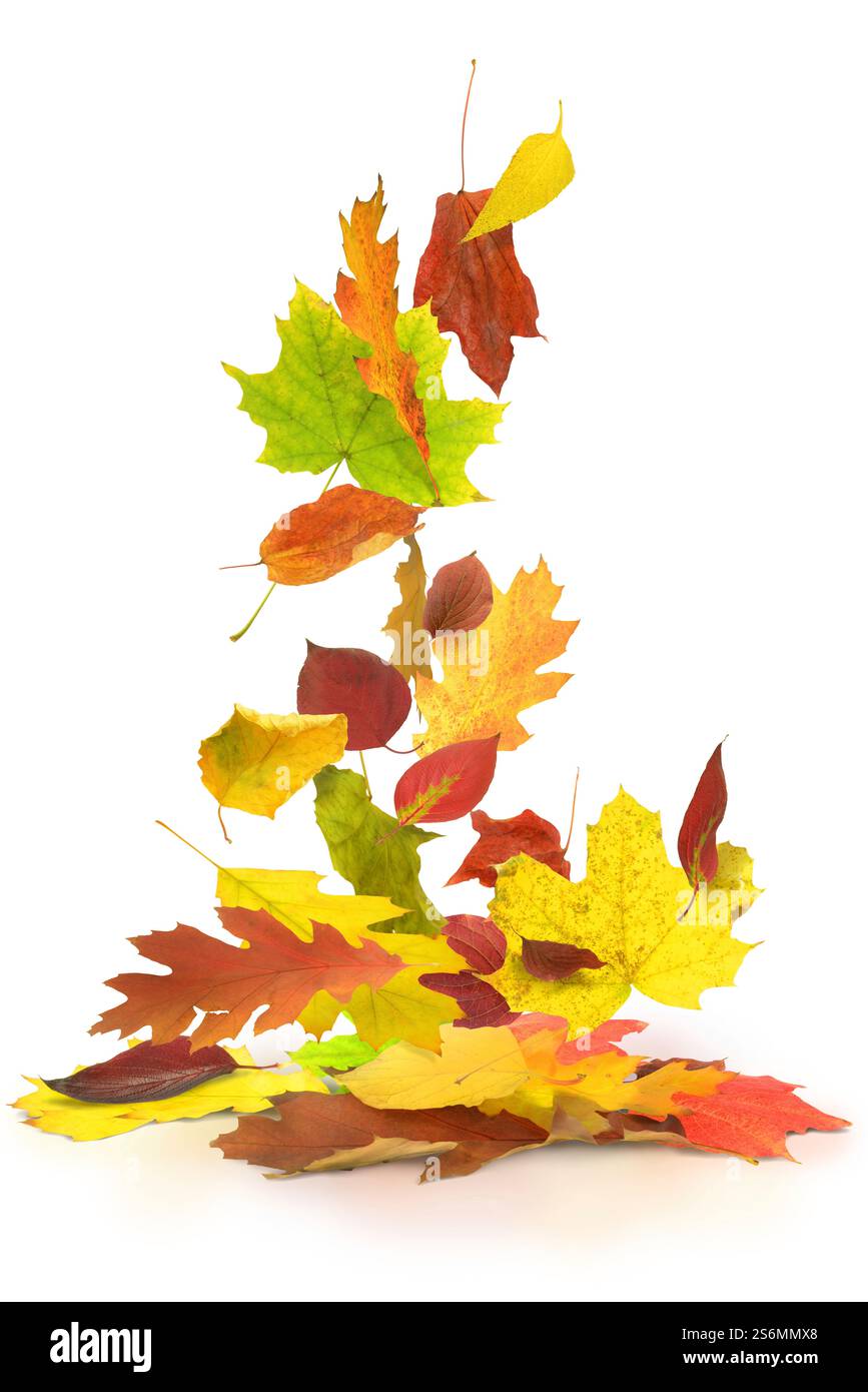 Fallen leaves fall foliage Cut Out Stock Images & Pictures - Alamy