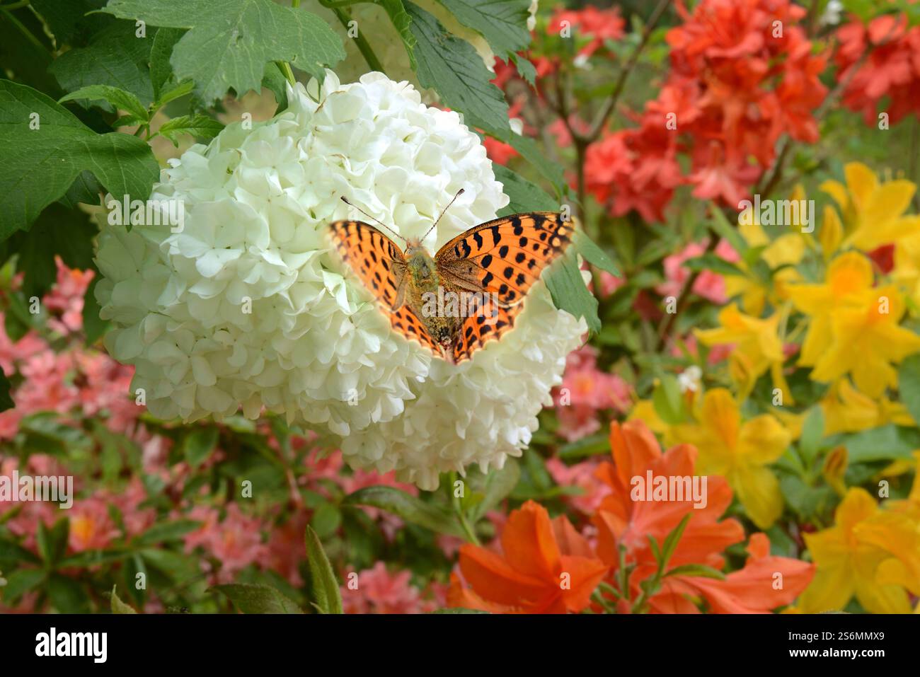 Butterfly on a snowball blossom Stock Photo - Alamy