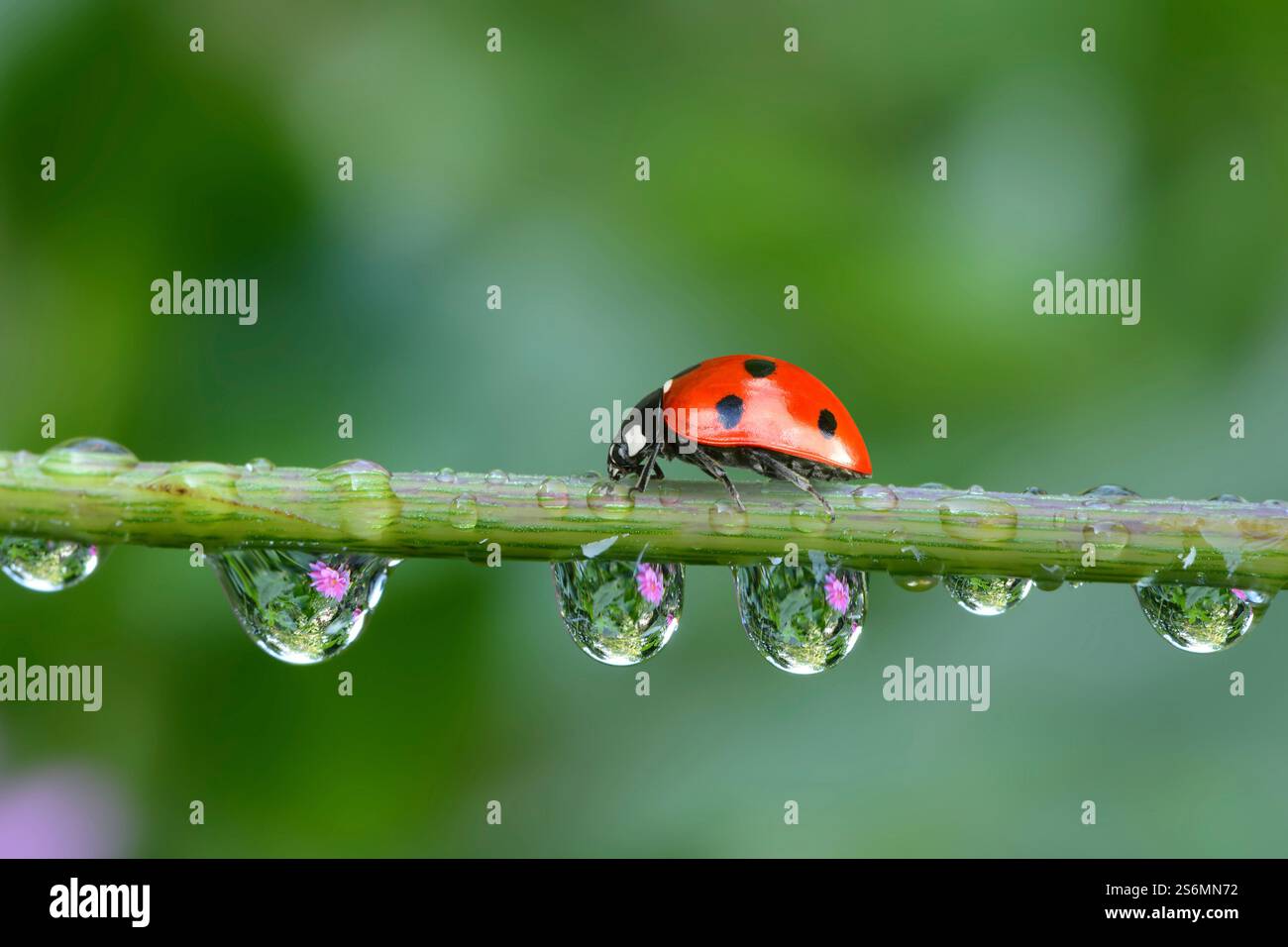 Drop with ladybug Stock Photo - Alamy