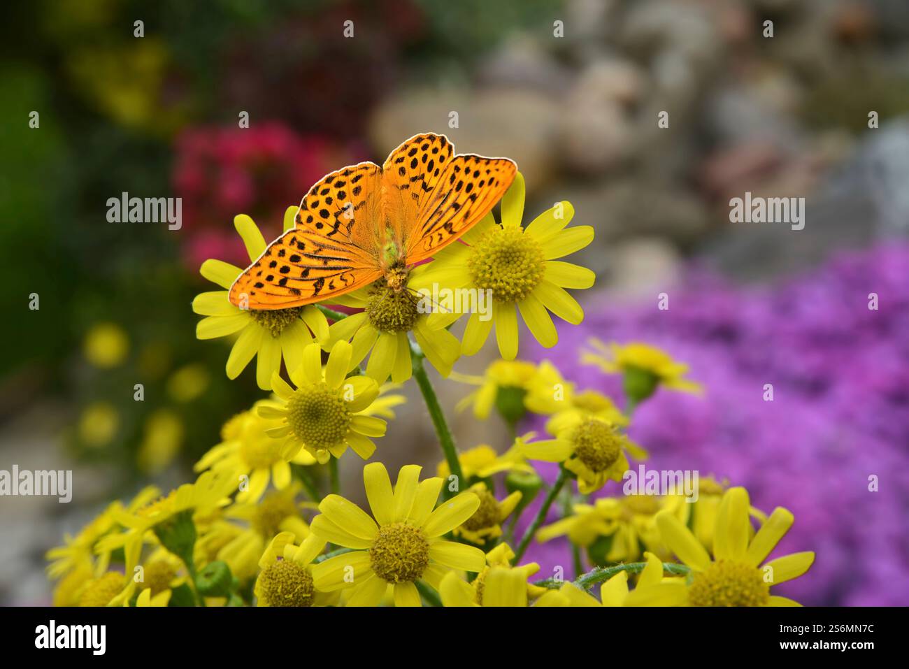 Emperor mantle on spring crucifer Stock Photo - Alamy