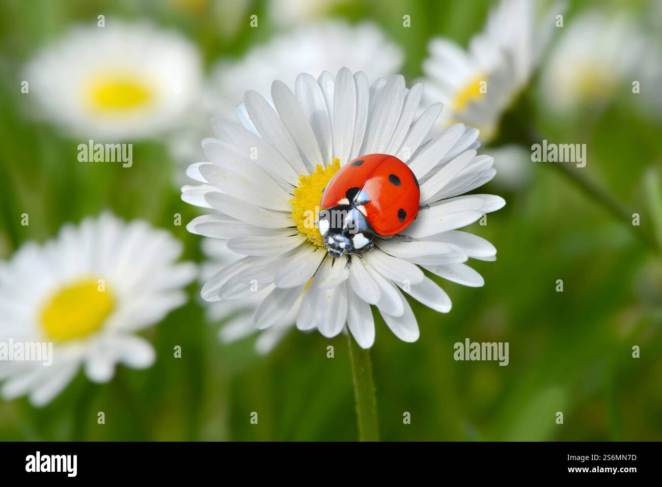 Talismanic images hi-res stock photography and images - Alamy