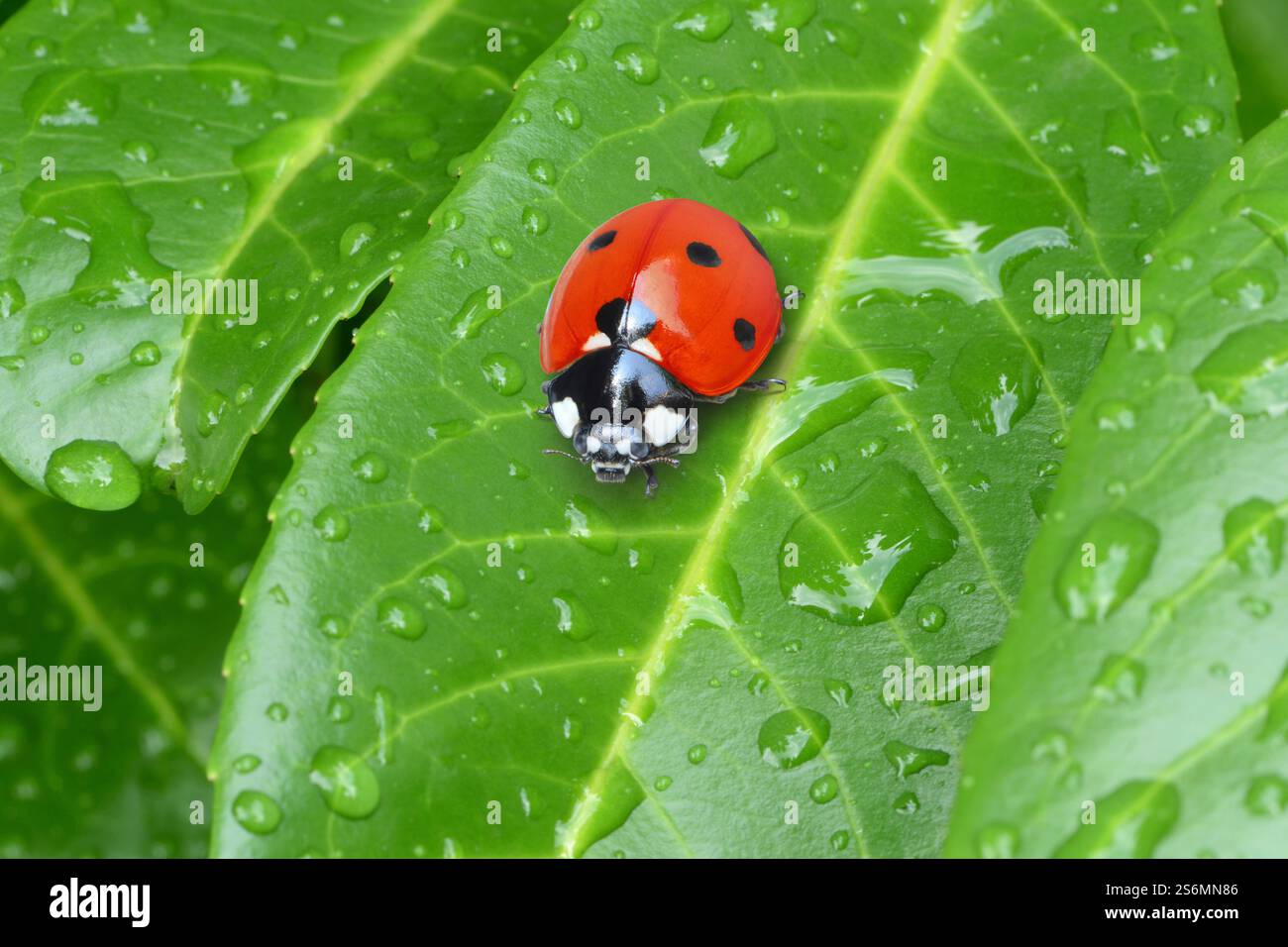 Ladybug on a leaf Stock Photo - Alamy