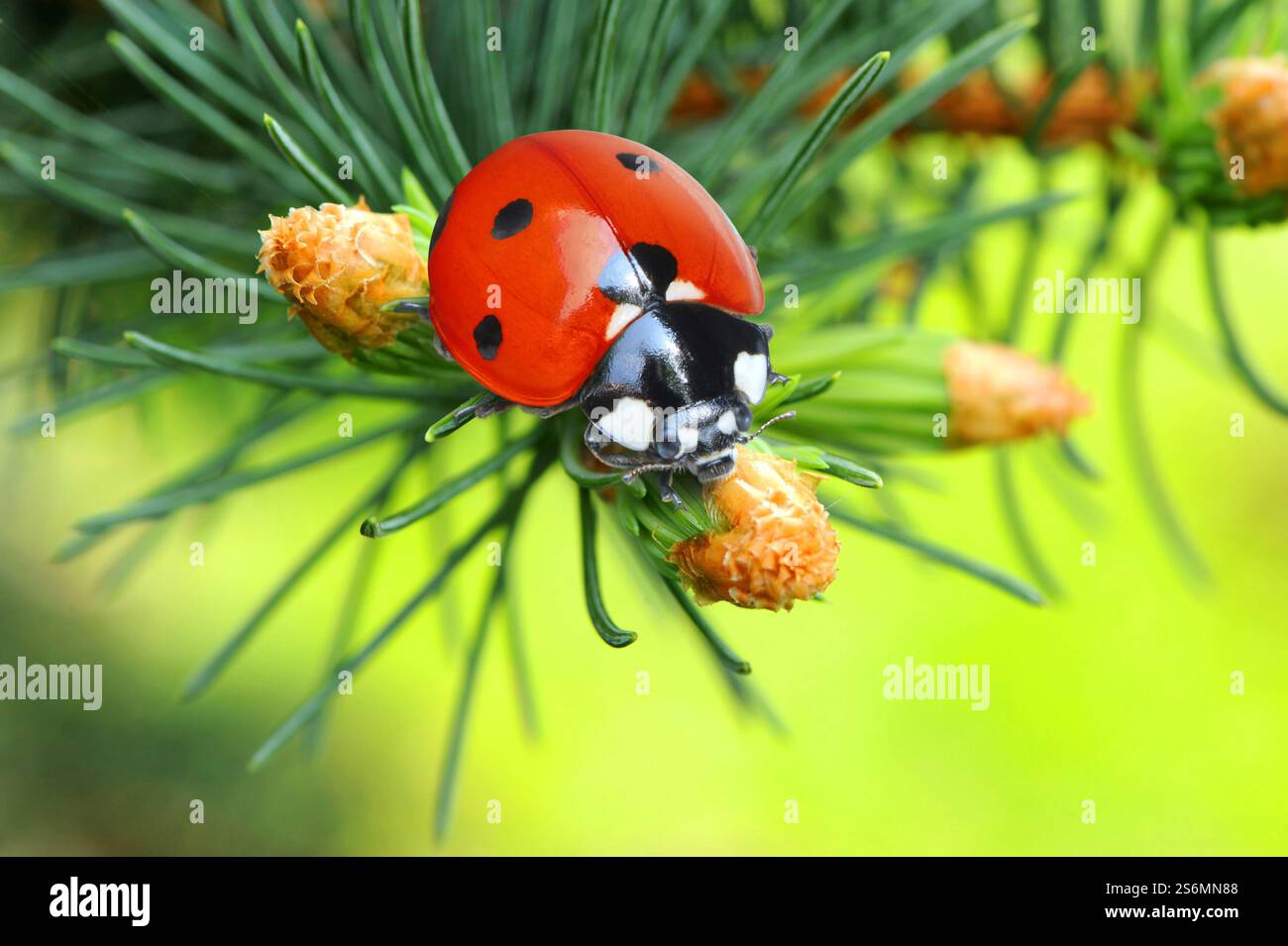 Spring ladybug hi-res stock photography and images - Alamy