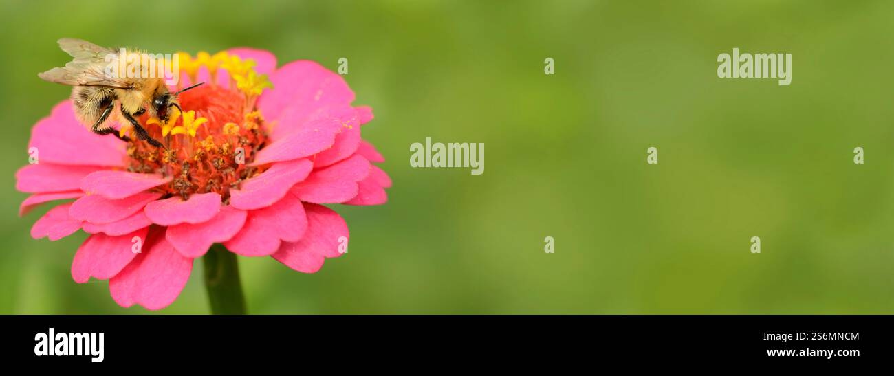 Zinnia elegans bee hi-res stock photography and images - Alamy