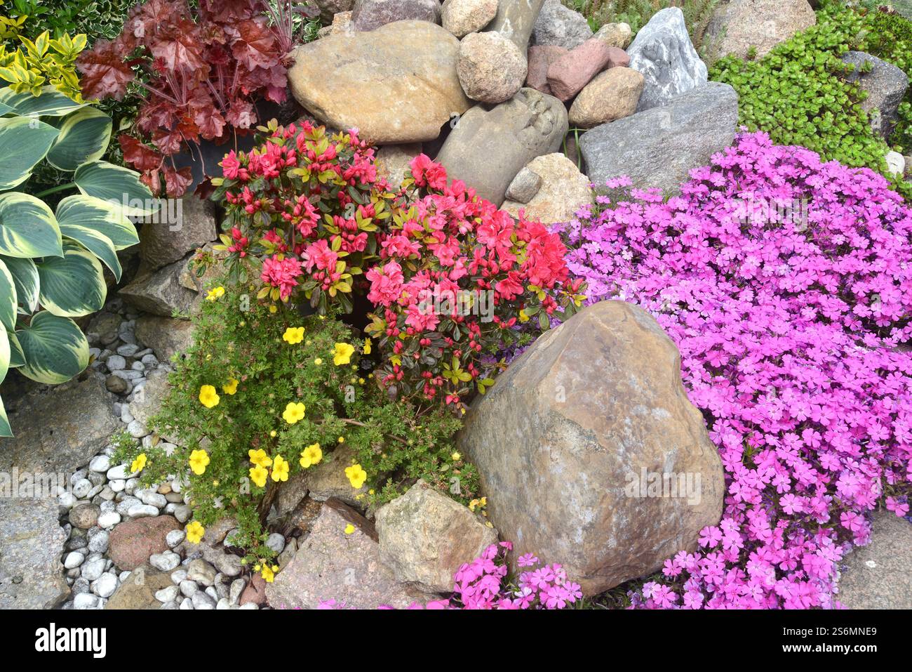 Rock azalea hi-res stock photography and images - Alamy