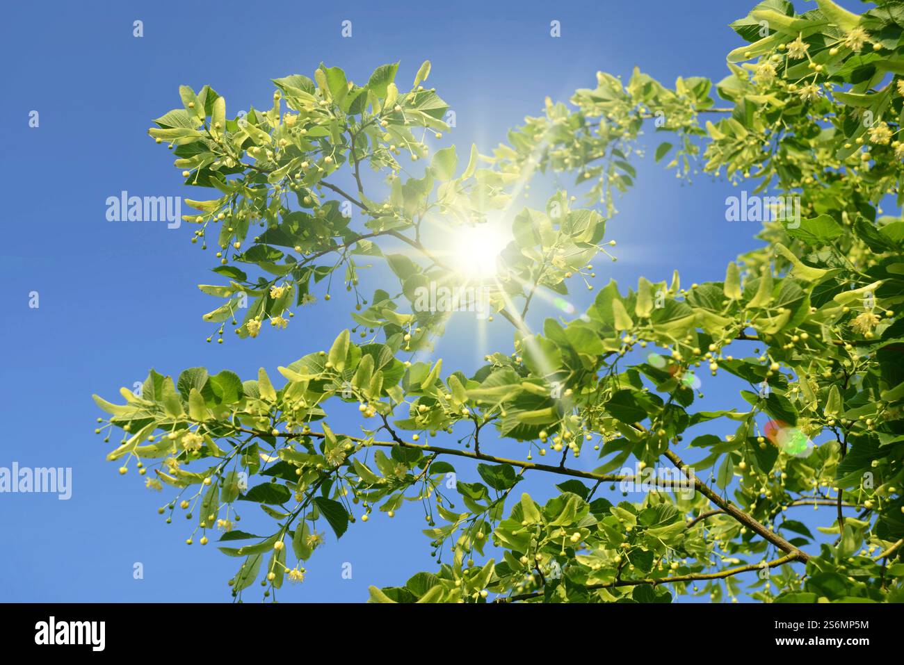 Lime tree in spring Stock Photo - Alamy