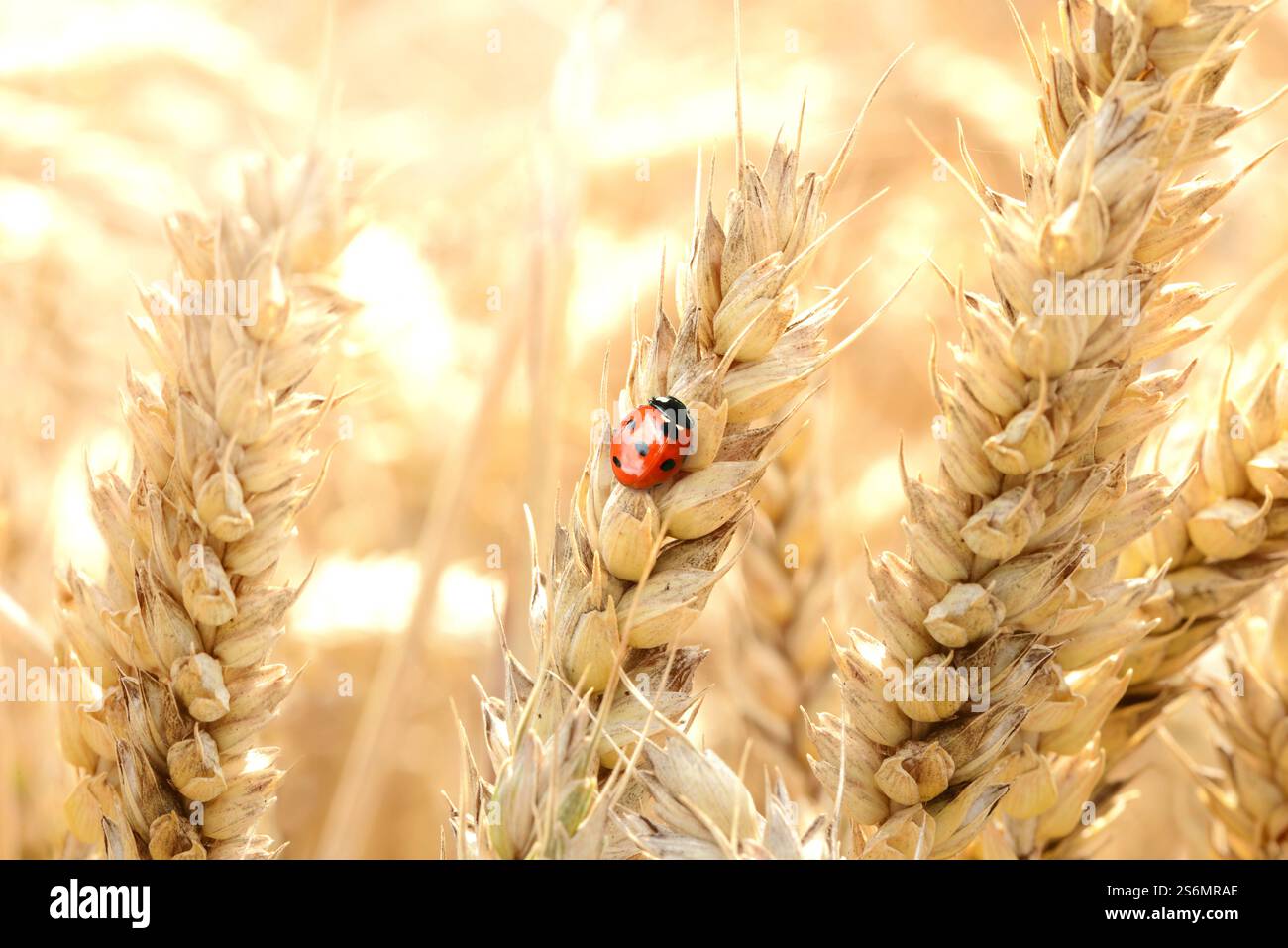 Birds on stalk hi-res stock photography and images - Alamy