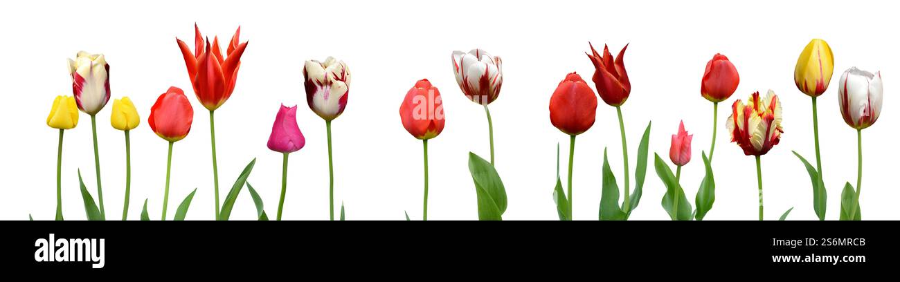Row tulips Cut Out Stock Images & Pictures - Alamy