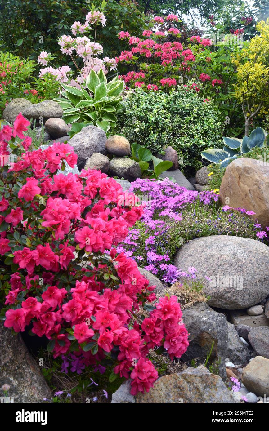 Rock garden with azaleas Stock Photo - Alamy