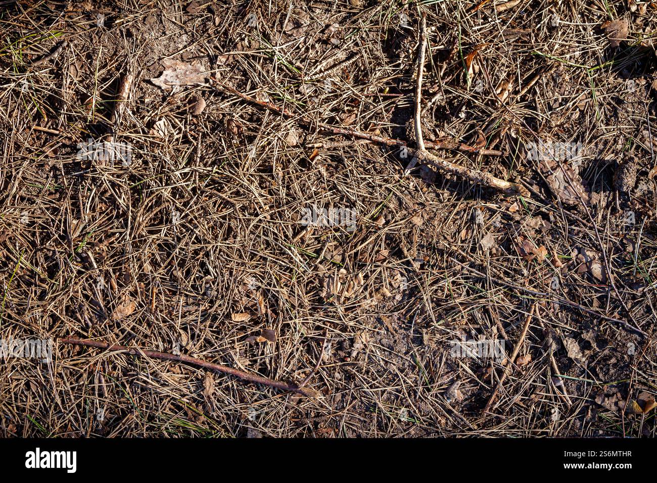 Natural pine forest ground with some leaves, twigs and seeds. Forest ...