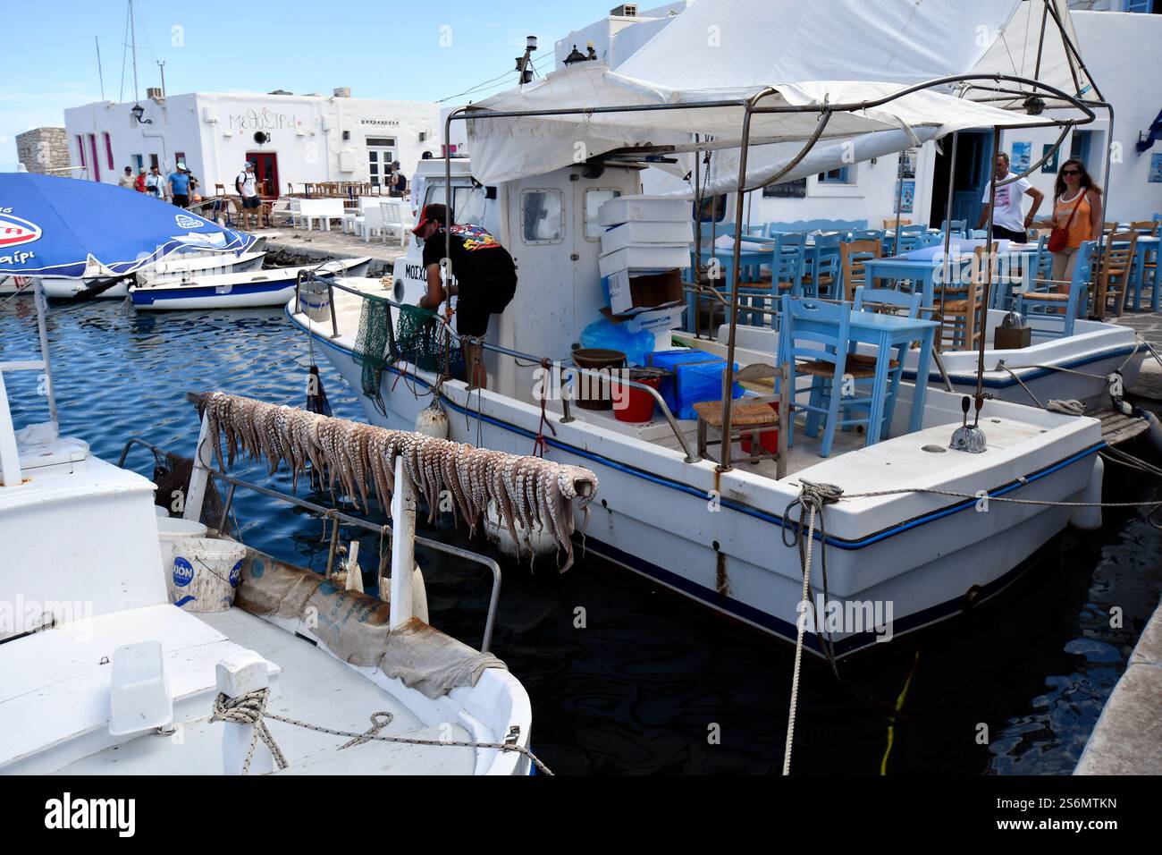 Paros, Greece - September 18, 2024: Freshly caught squid spread out on ...