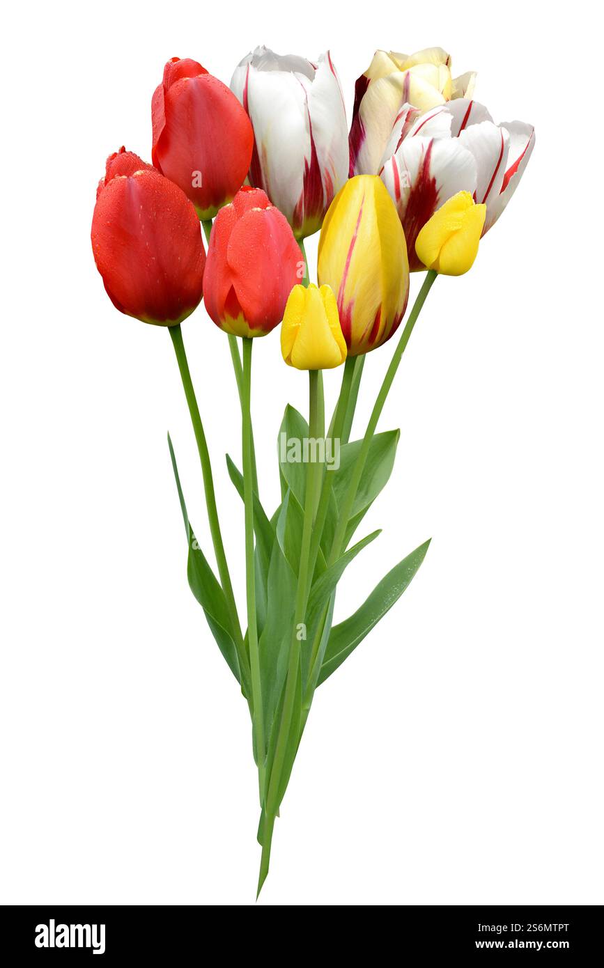 Tulips bouquet bouquets Cut Out Stock Images & Pictures - Alamy