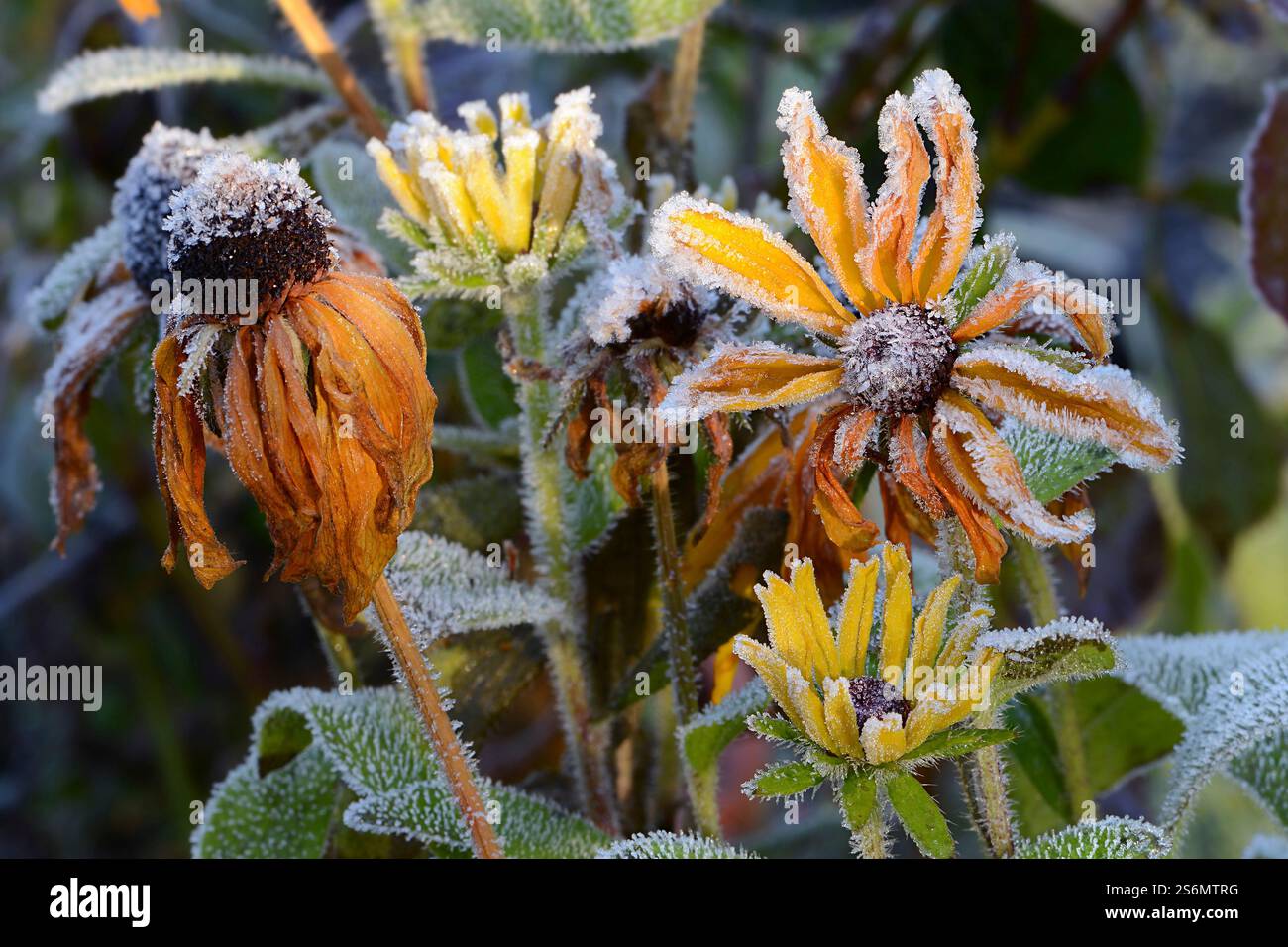 Frost garden family hi-res stock photography and images - Alamy