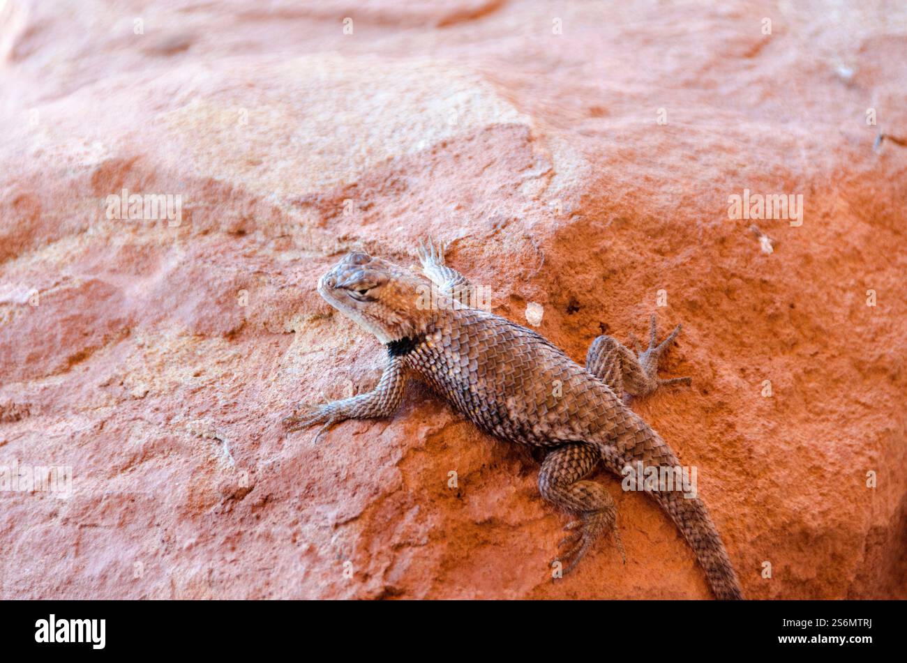 Desert Spiny Lizard - spiny desert lizard (Seceloporus magister Stock ...