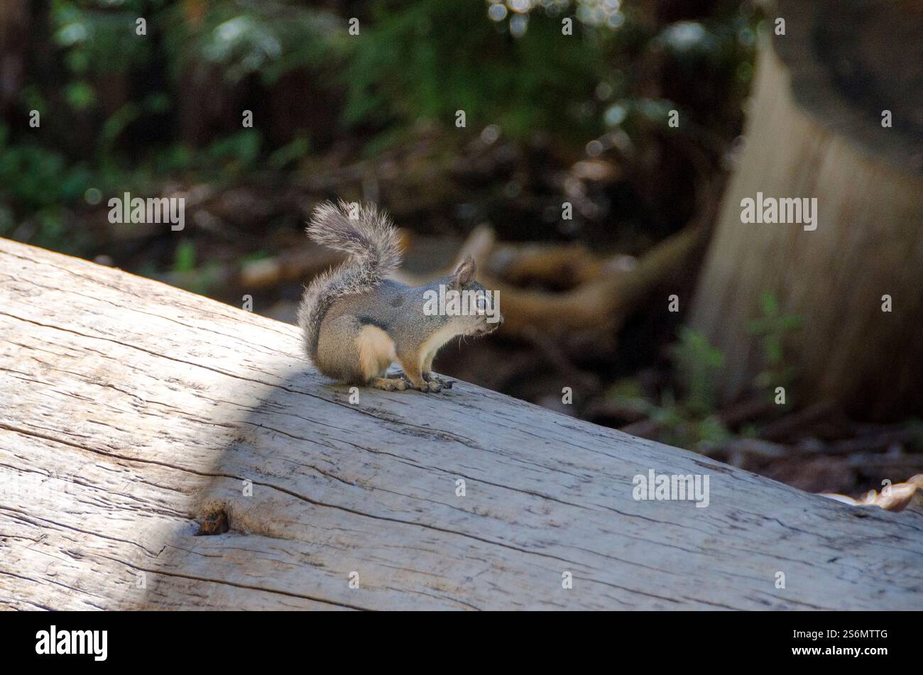Douglas squirrels hi-res stock photography and images - Alamy