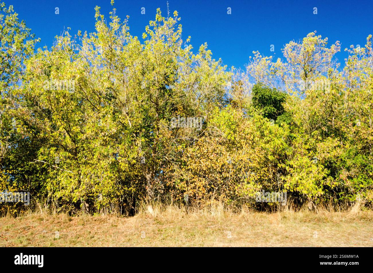 Trees and bushes in fall color Stock Photo - Alamy