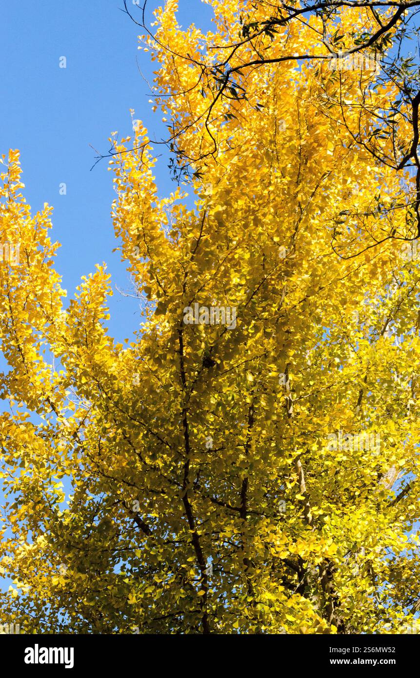 A blaze of color in Indian summer Stock Photo - Alamy