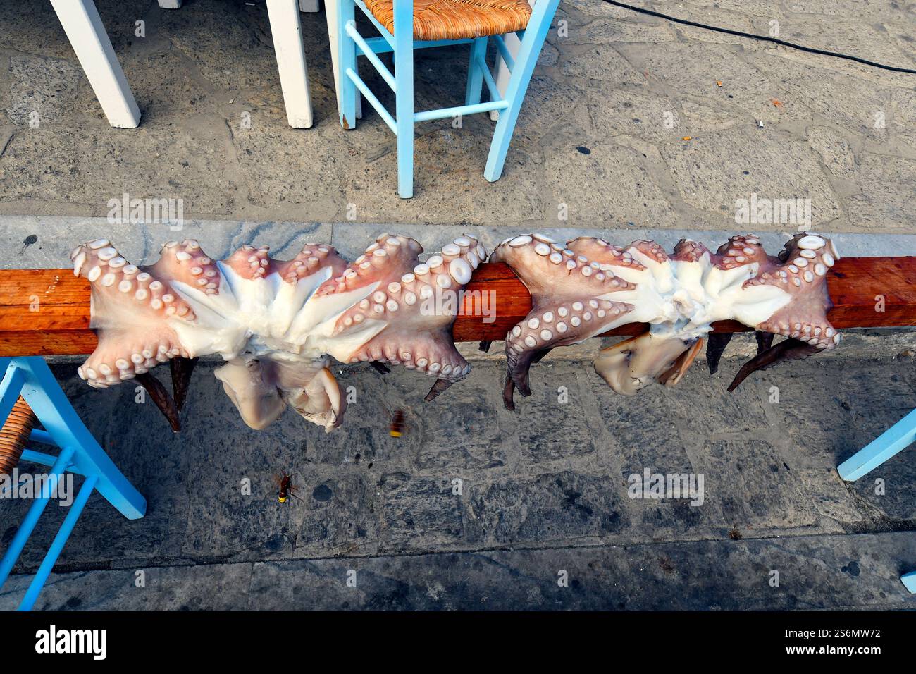 Paros, Greece - September 18, 2024: Freshly caught squid spread out on ...