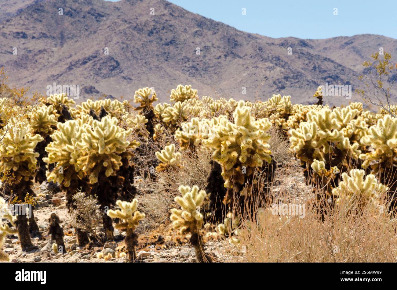 Joshua tree natural area hi-res stock photography and images - Alamy