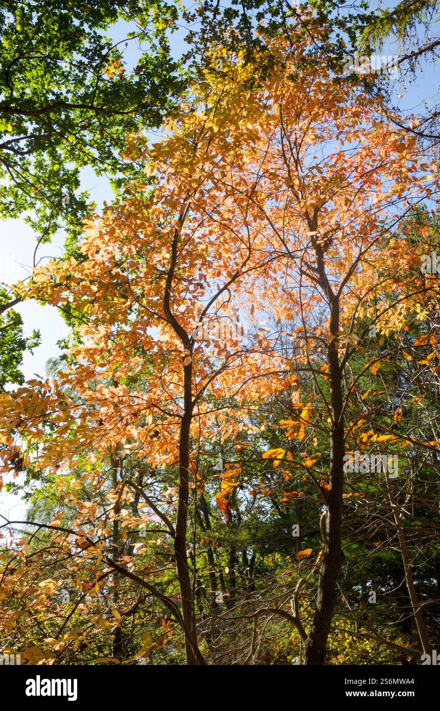 Fall foliage in Nova Scotia Stock Photo - Alamy