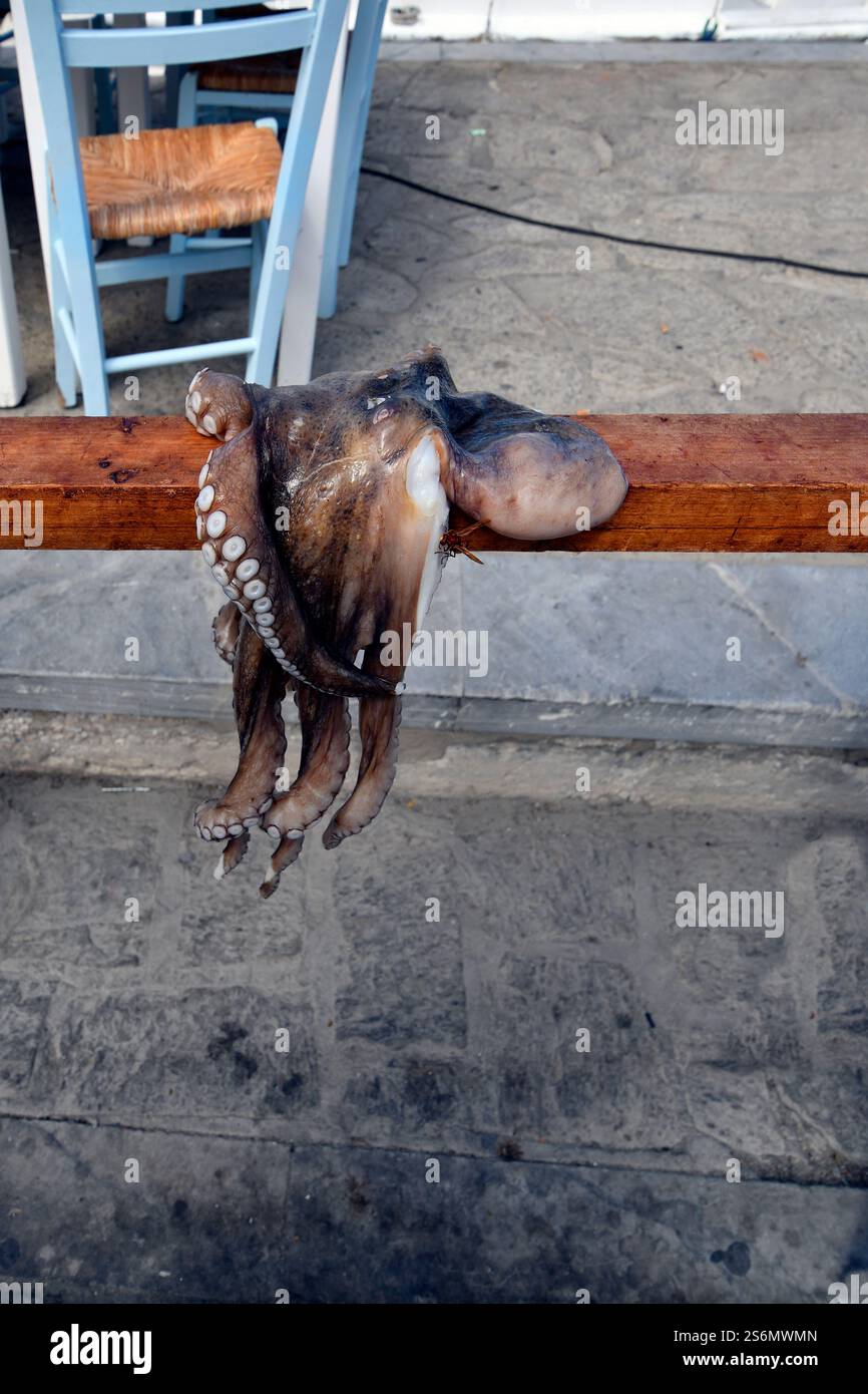 Paros, Greece - September 18, 2024: Freshly caught squid spread out on ...