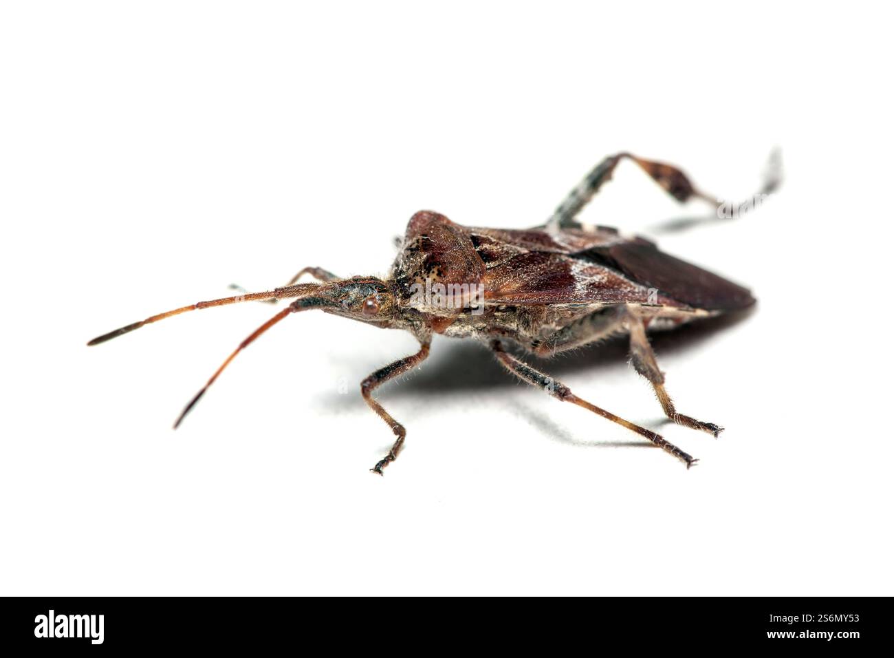 Side close-up view of a single leather bug (lat: Coreus marginatus ...